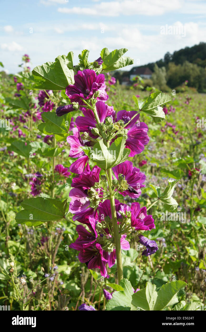 Mallows blumen hi-res stock photography and images - Alamy