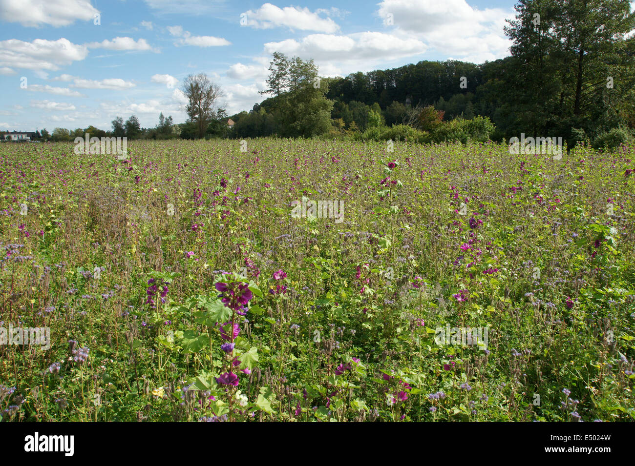 Wild mallows hi-res stock photography and images - Alamy