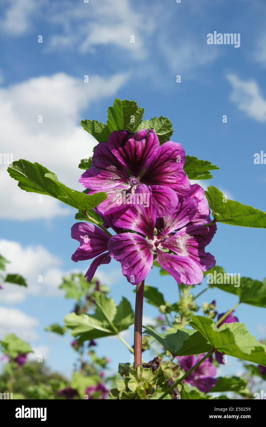 Common mallows malva sylvestris hi-res stock photography and images - Alamy