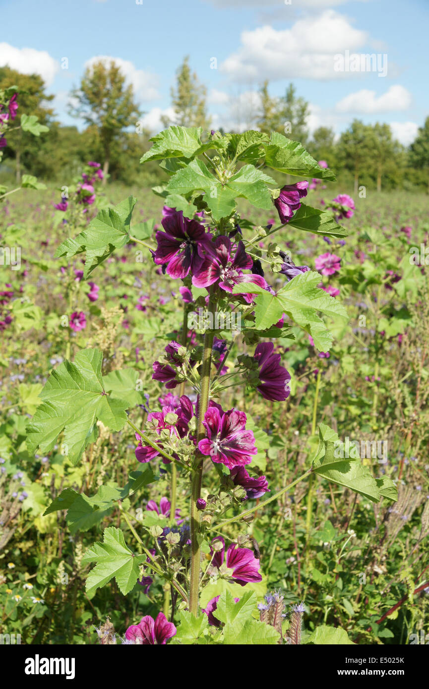 Common mallows malva sylvestris hi-res stock photography and images - Alamy
