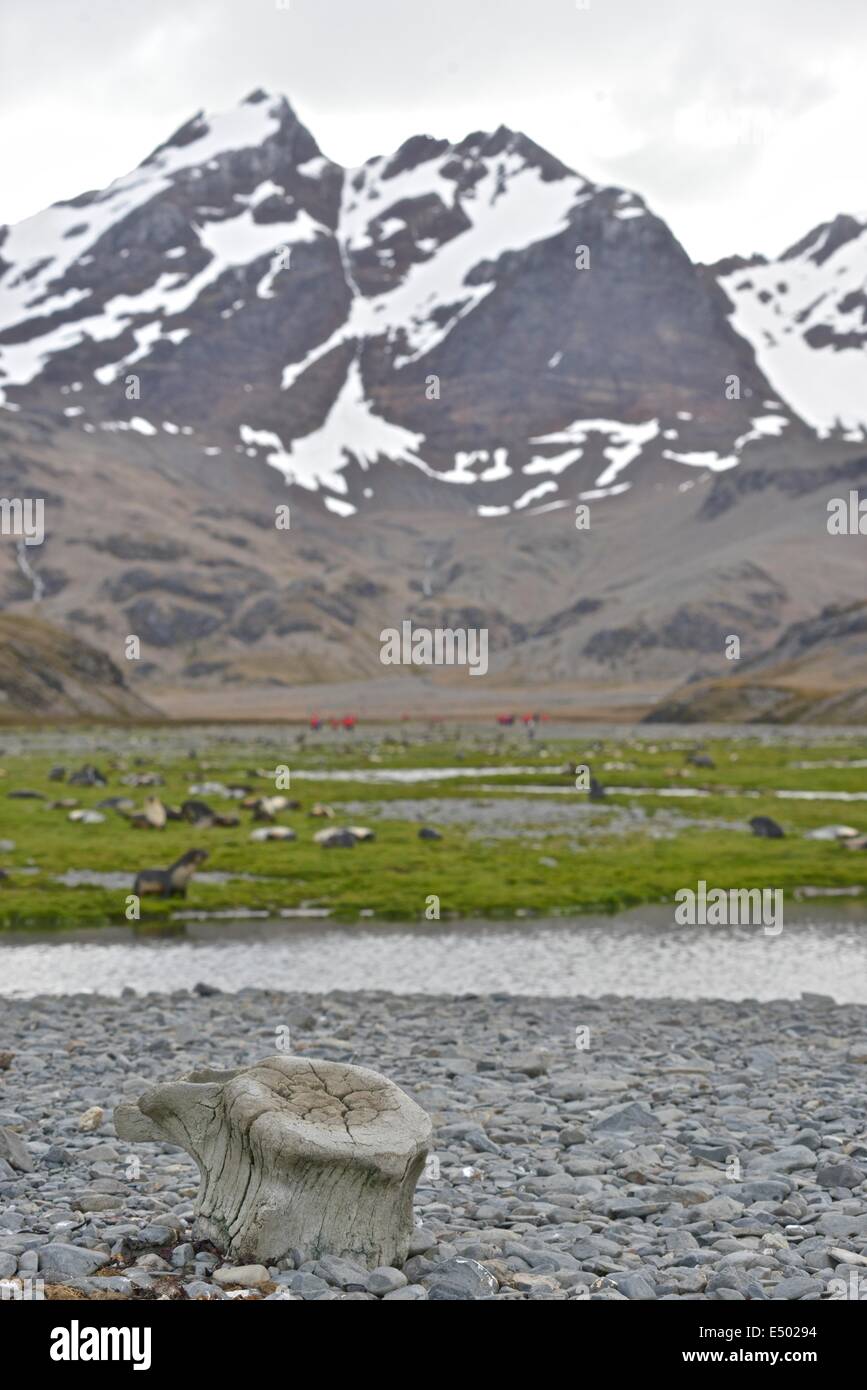Whale bone in Stromness Bay ( South Georgia Stock Photo - Alamy