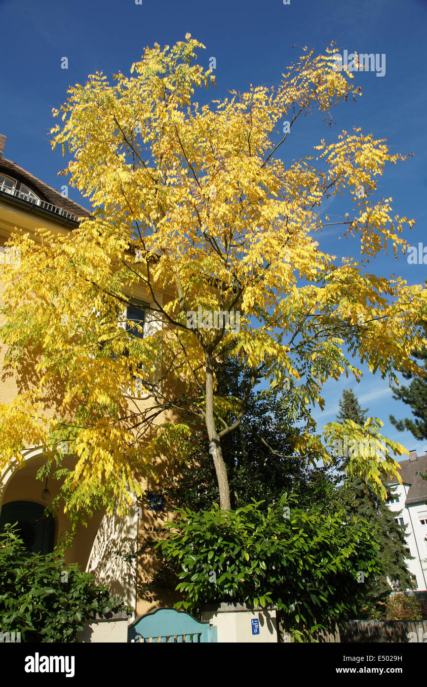 Kentucky coffee tree hi-res stock photography and images - Alamy
