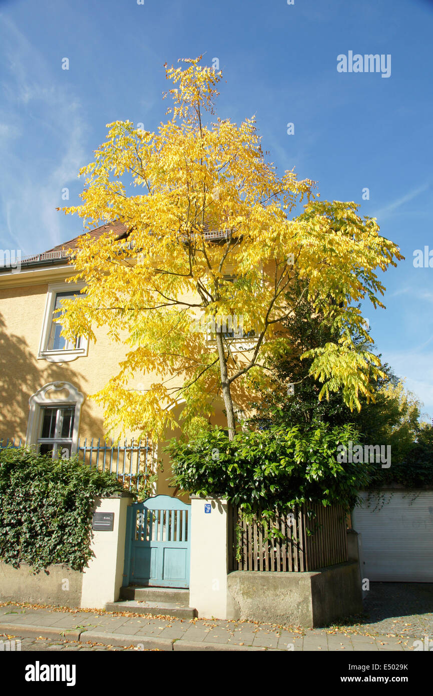 Kentucky coffee tree hi-res stock photography and images - Alamy