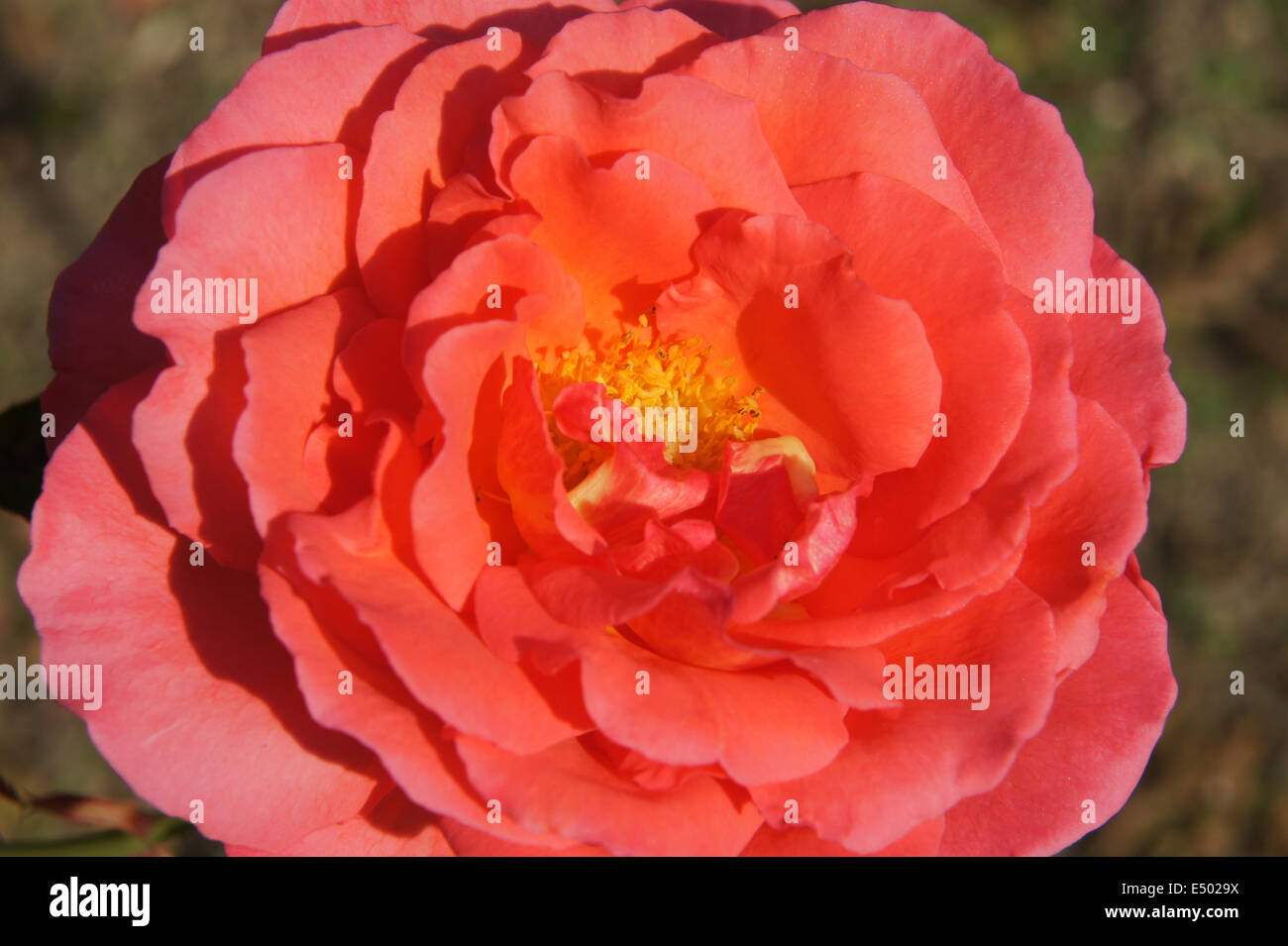Valencia rose hi-res stock photography and images - Alamy
