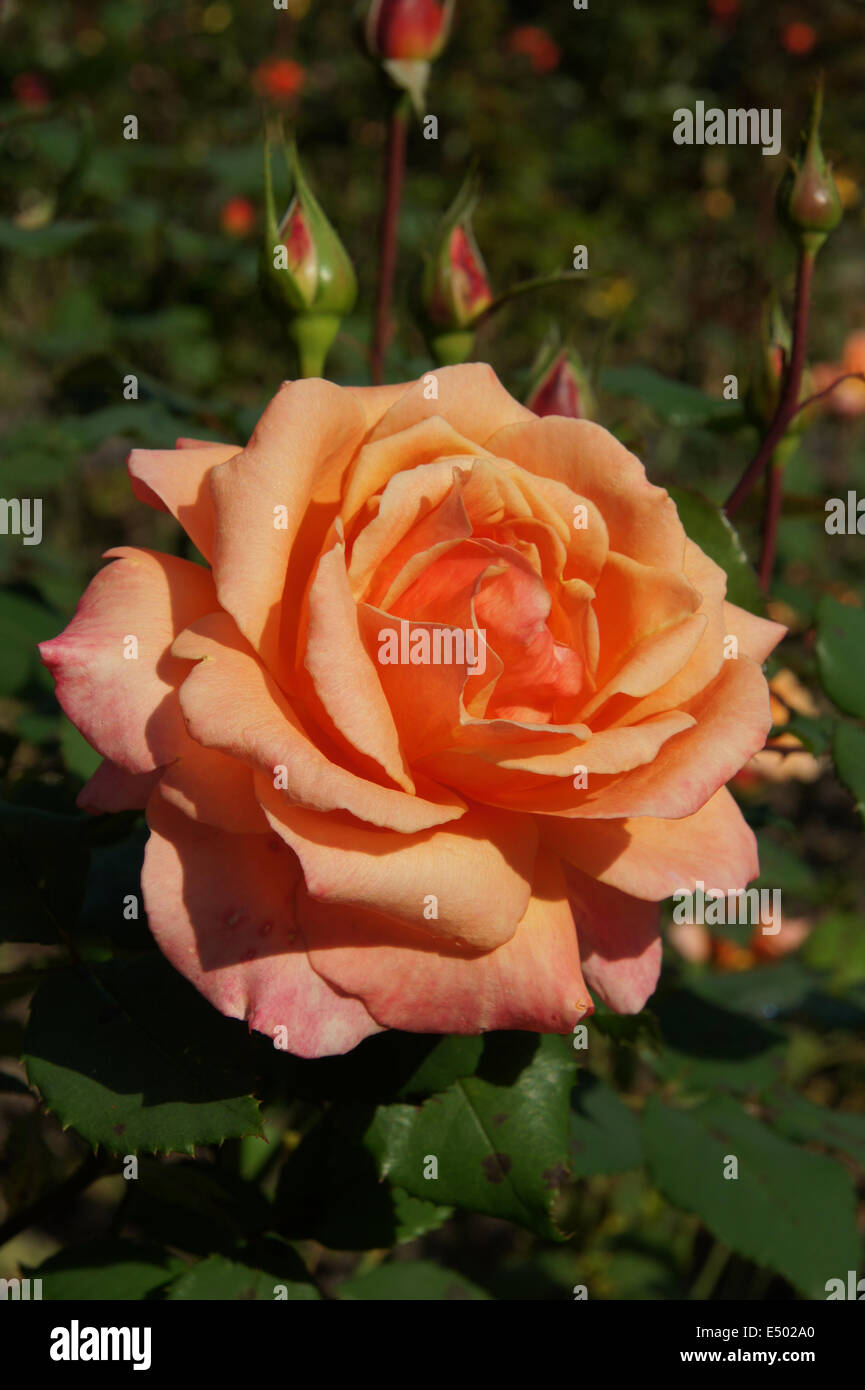 Peach melba rose hi-res stock photography and images - Alamy