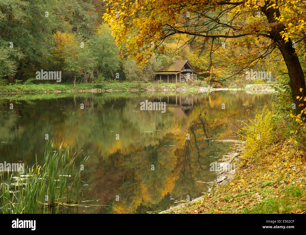 Arbuste dense hi-res stock photography and images - Alamy