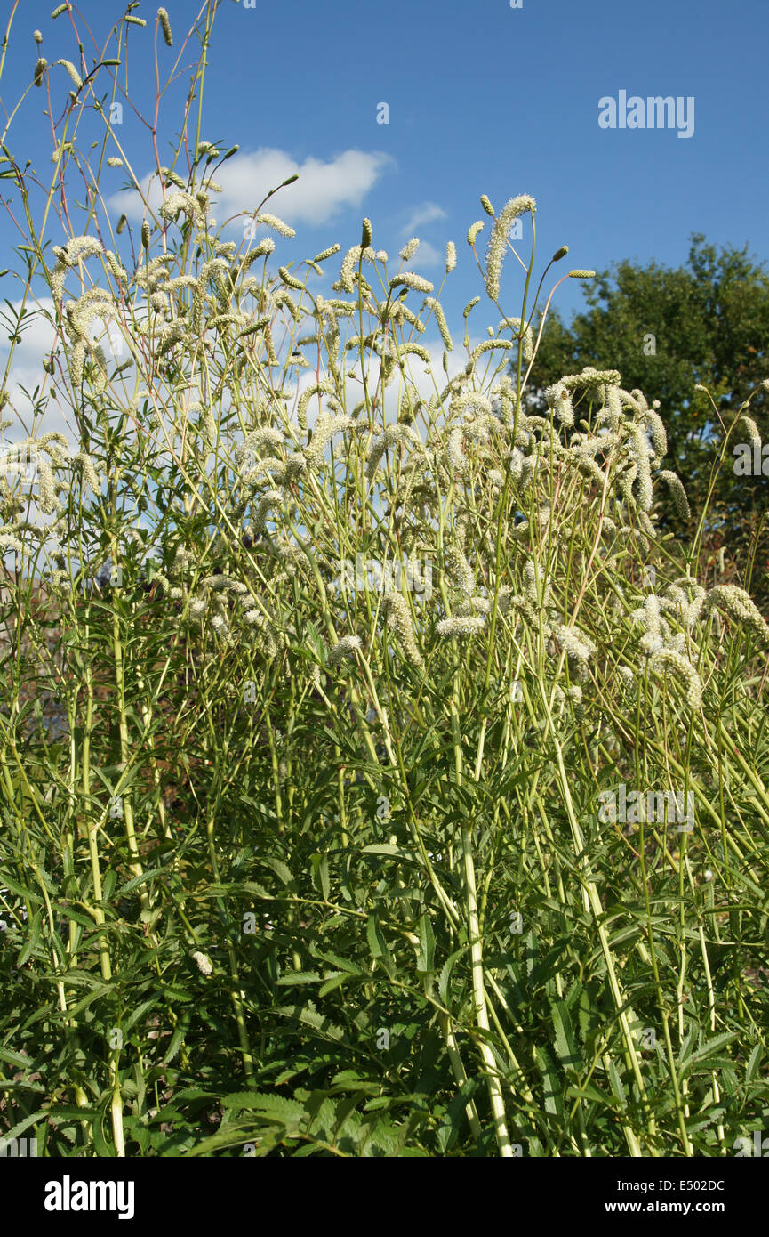 Asian burnet hi-res stock photography and images - Alamy