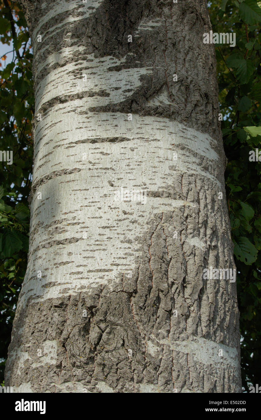Grey poplar hi-res stock photography and images - Alamy