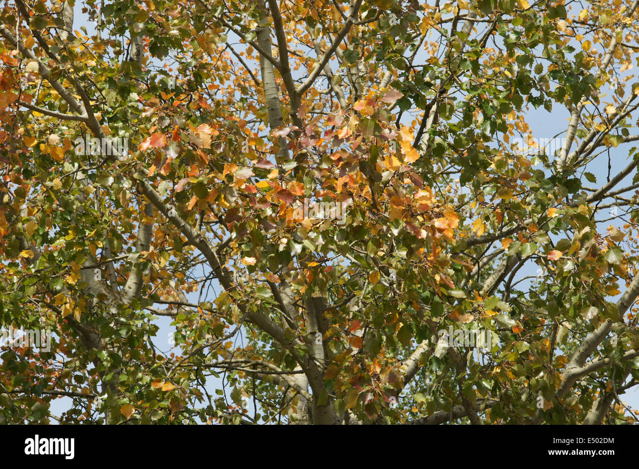 Grey poplar trees hi-res stock photography and images - Alamy