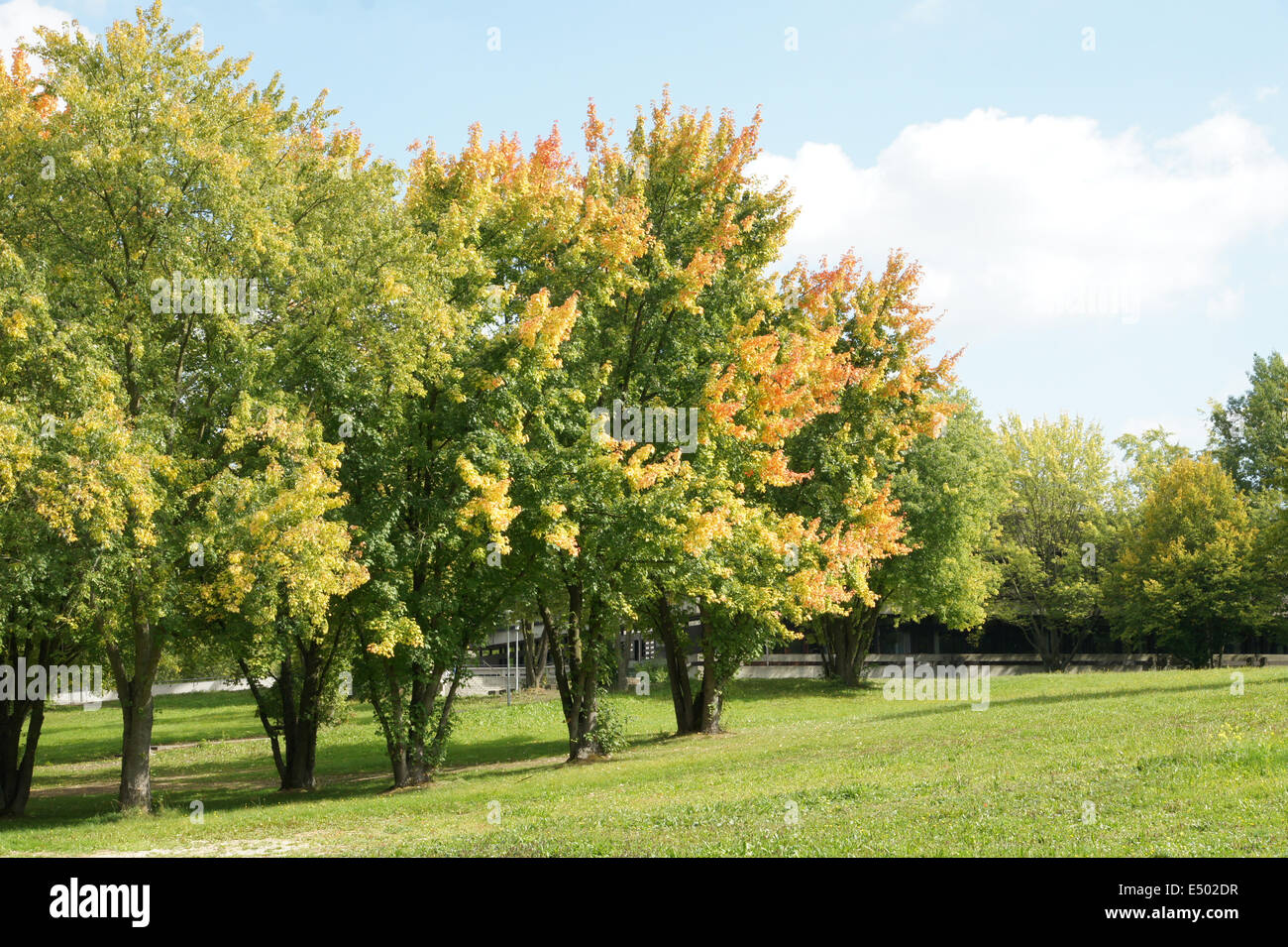 Silver maples hi-res stock photography and images - Alamy