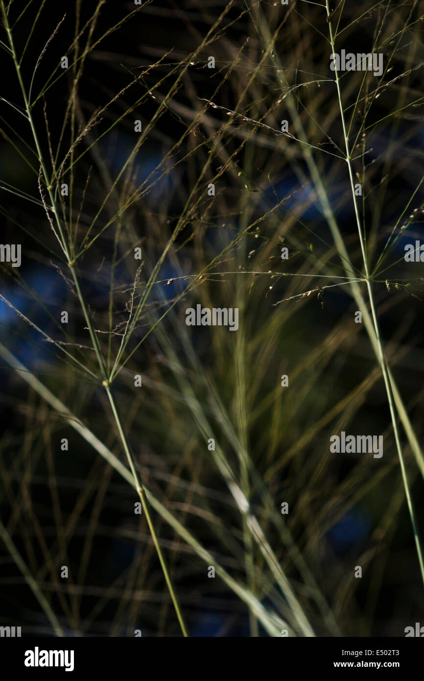 Panicle inflorescence hi-res stock photography and images - Alamy