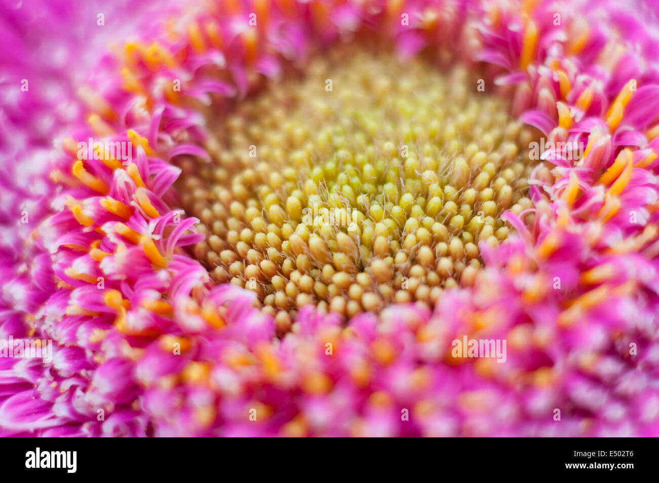 Flower detail picture with vivid colors Stock Photo - Alamy