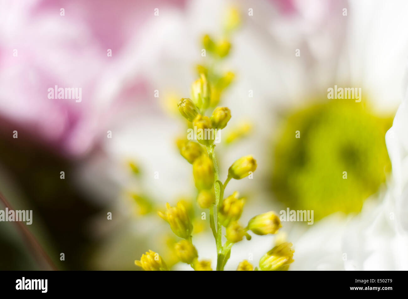 Flower detail picture with vivid colors Stock Photo - Alamy