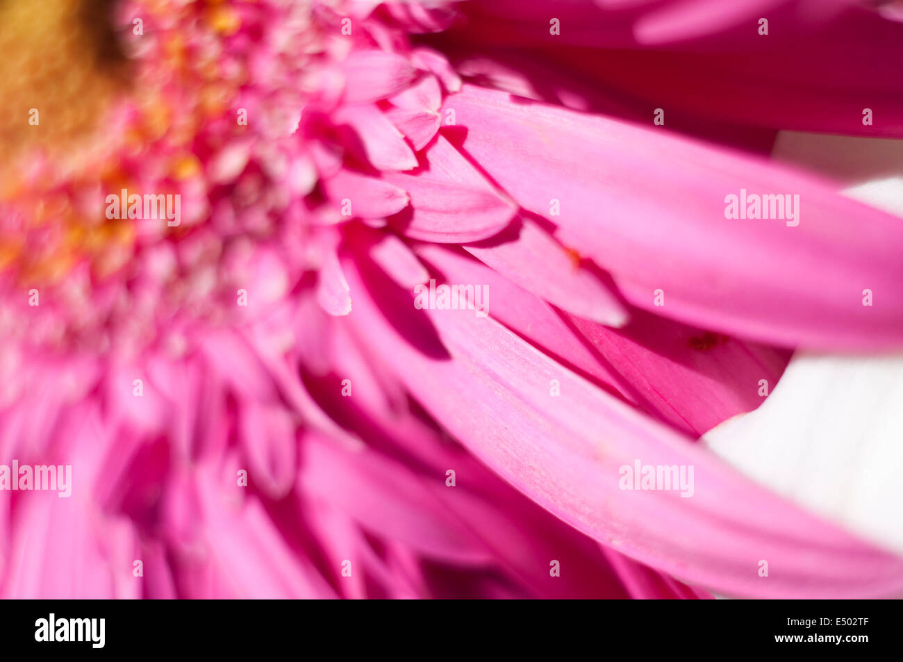 Flower detail picture with vivid colors Stock Photo - Alamy