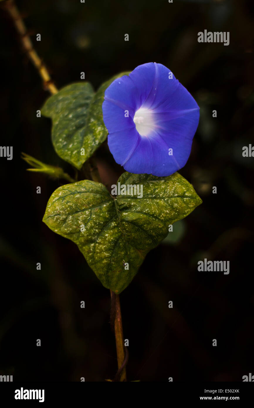 Violet morning glory Stock Photo - Alamy