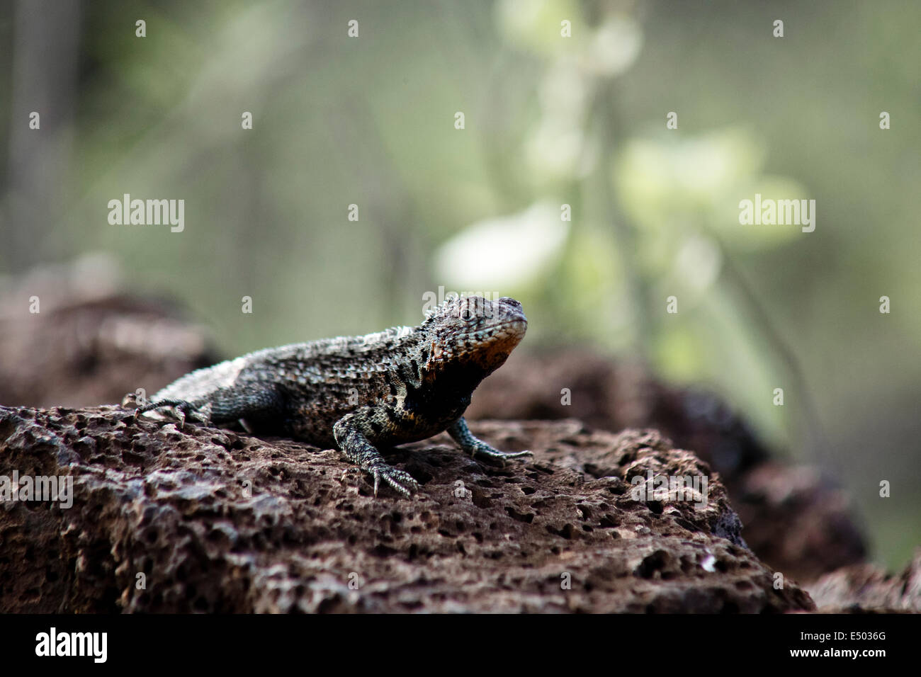 Lizard Galapagos Island, Islas Galapagos, Galapagosinseln, Ecuador ...