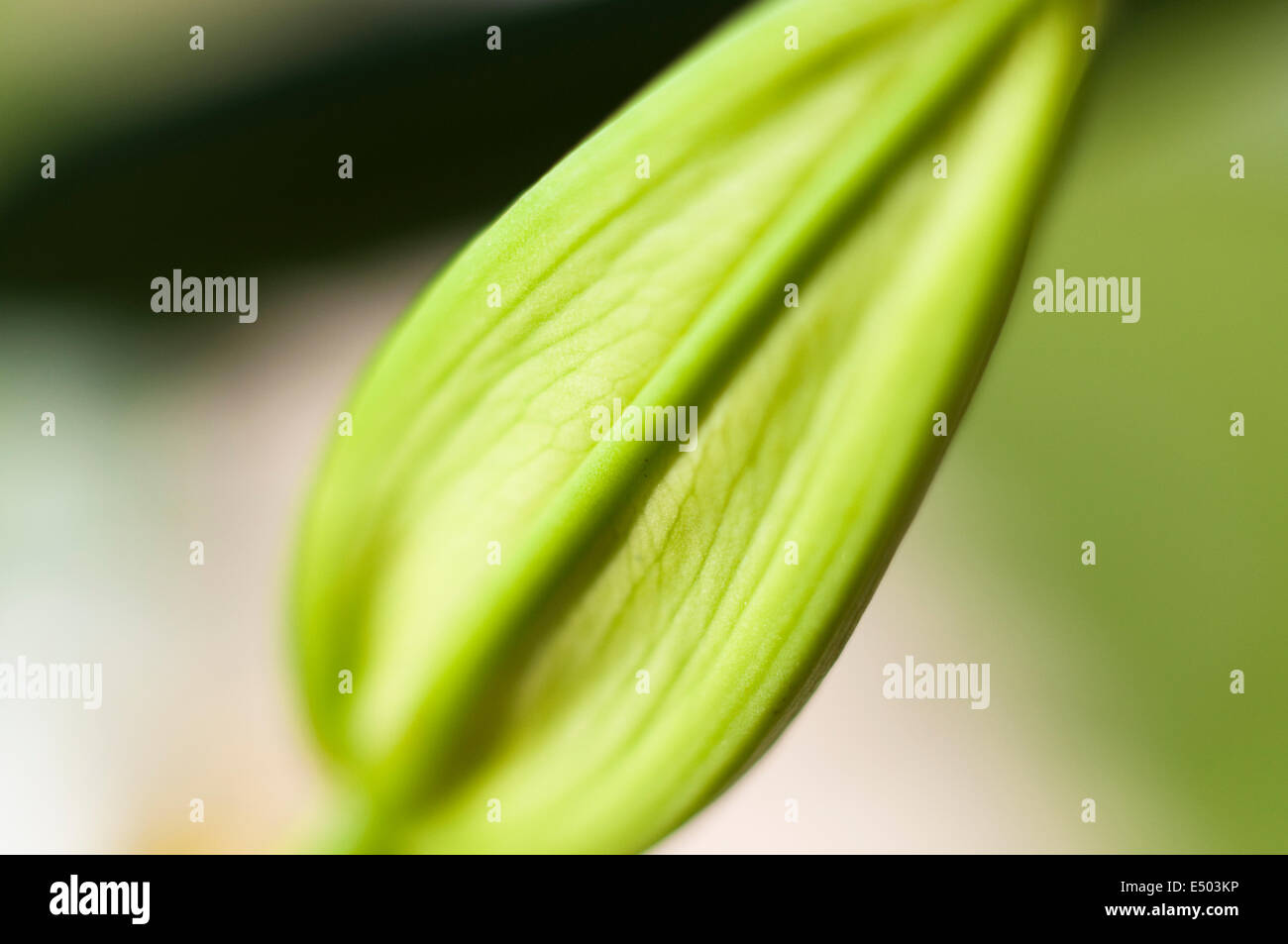 Flower detail picture with vivid colors Stock Photo - Alamy