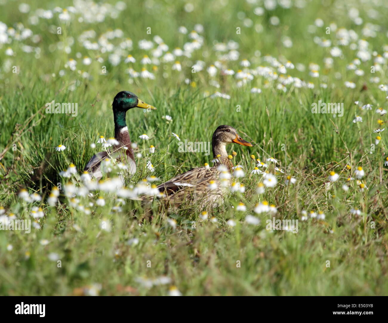 Flowers and fowl hi-res stock photography and images - Alamy