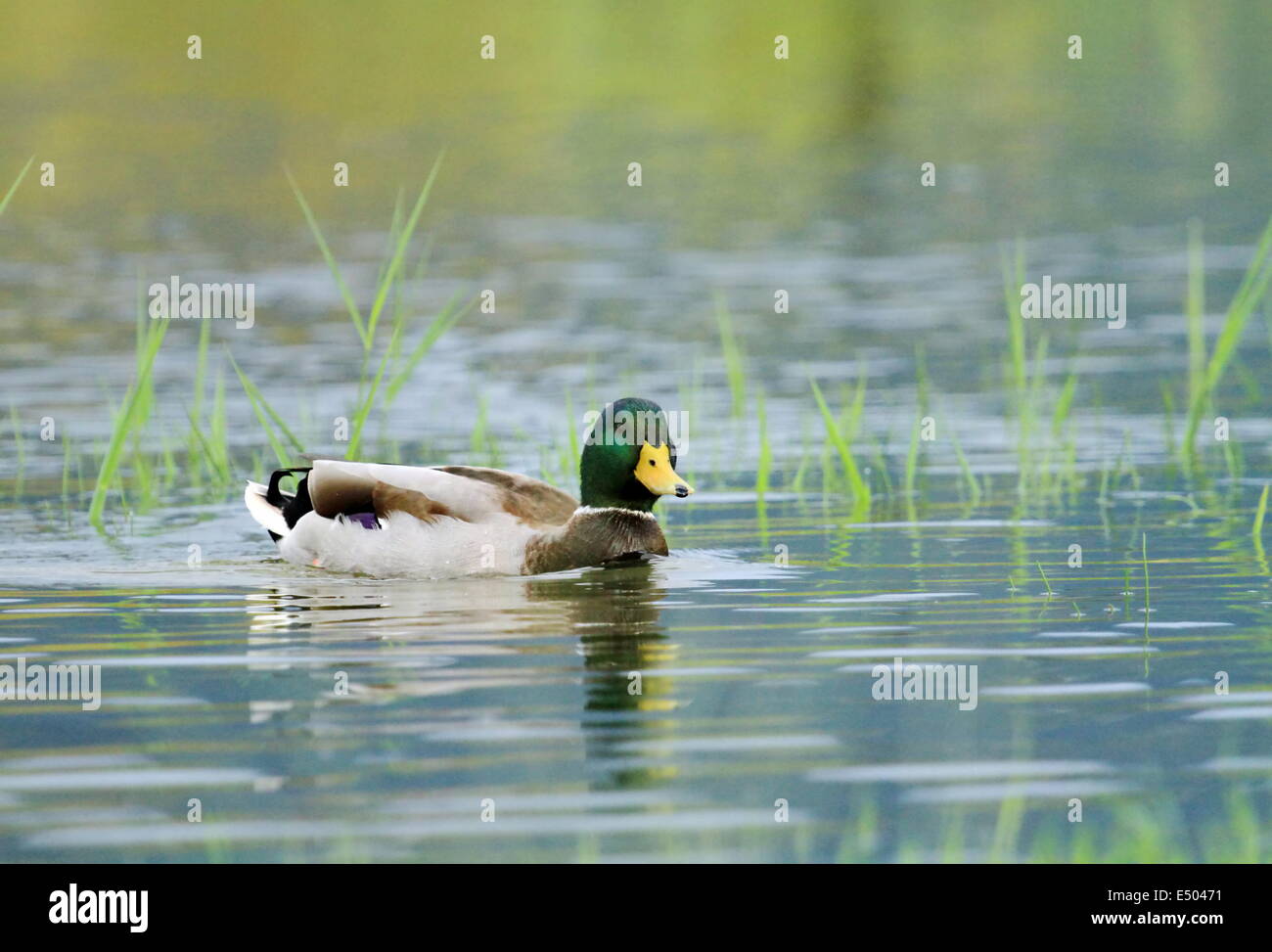 Mallard duck on a pond hi-res stock photography and images - Alamy