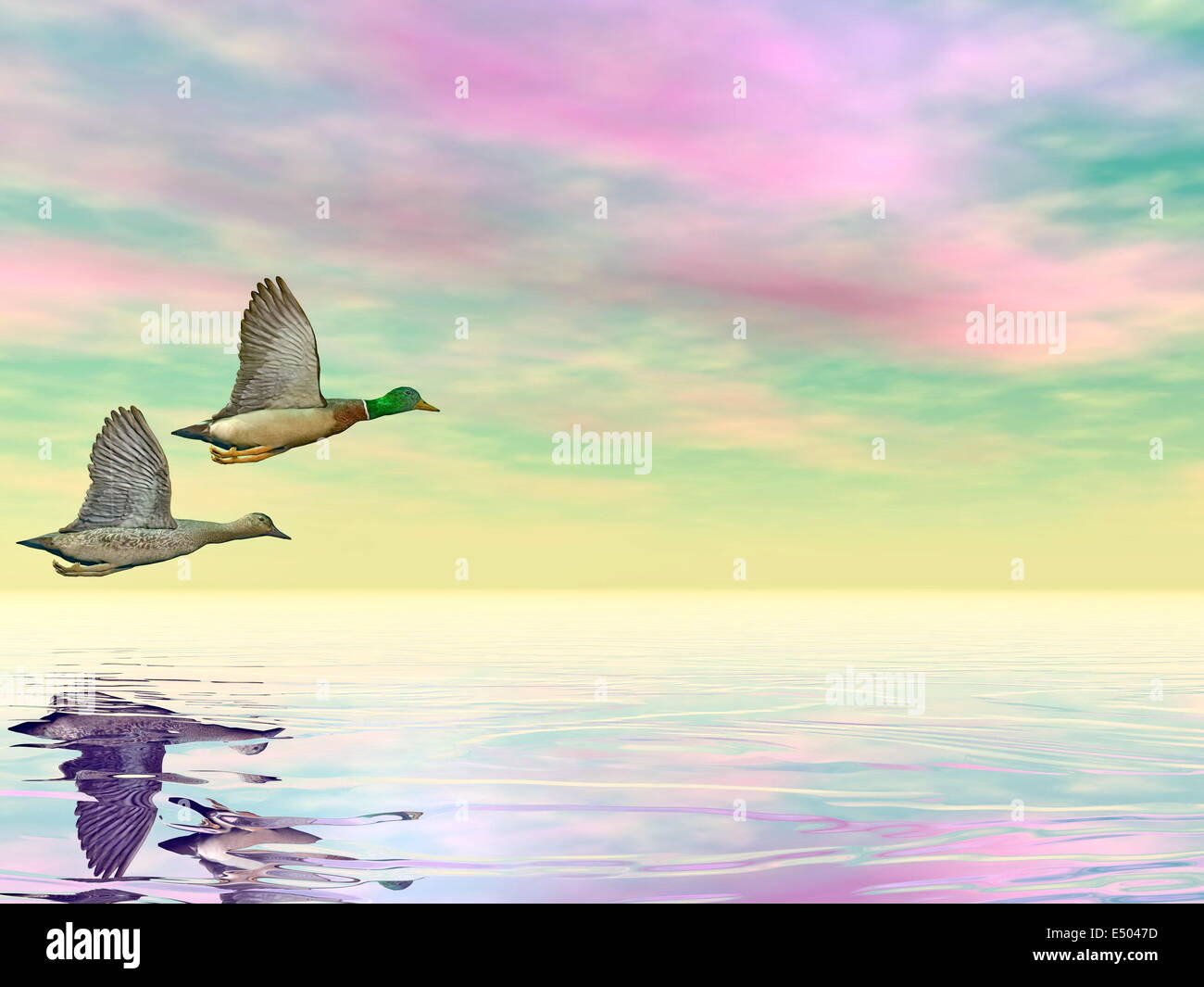 Mallard ducks flight - 3D render Stock Photo - Alamy