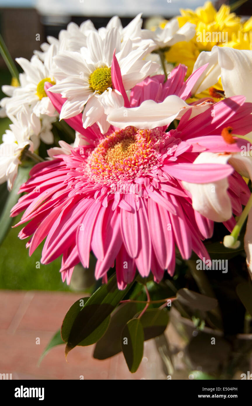 Flower detail picture with vivid colors Stock Photo - Alamy
