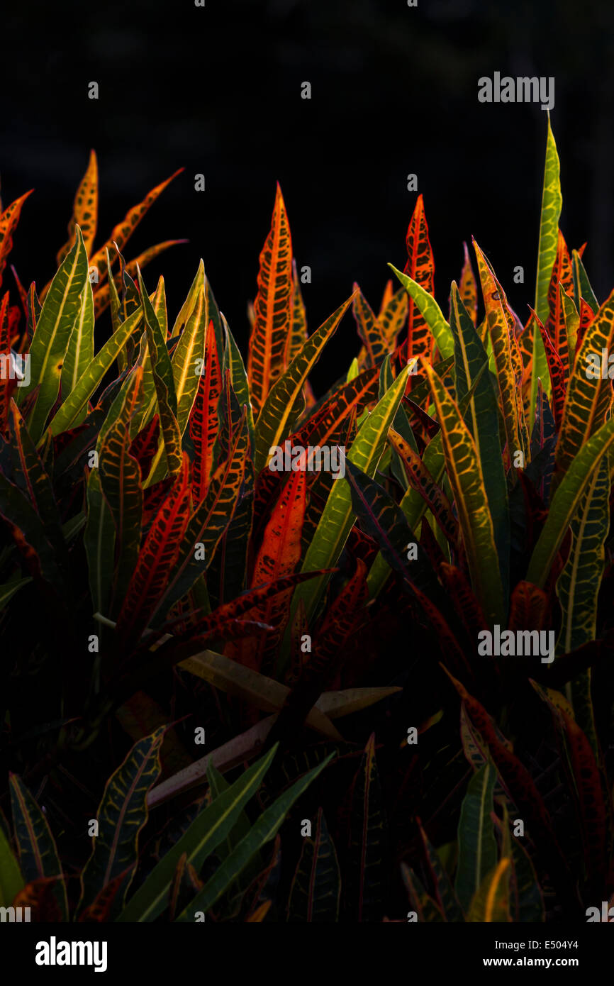 Codiaeum variegatum hi-res stock photography and images - Alamy