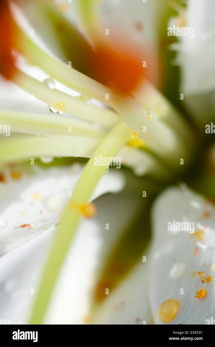 Flower detail picture with vivid colors Stock Photo - Alamy