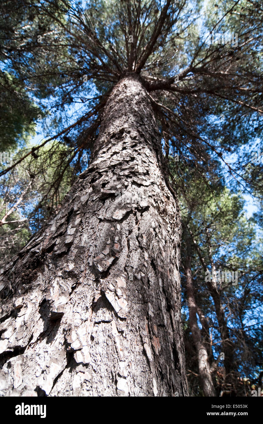Picture of a green tree Stock Photo - Alamy