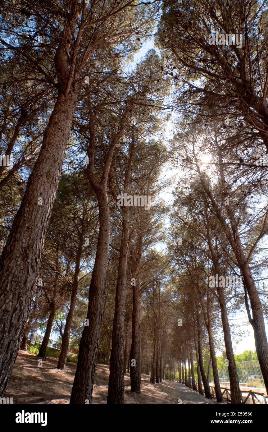Picture of a green tree Stock Photo - Alamy