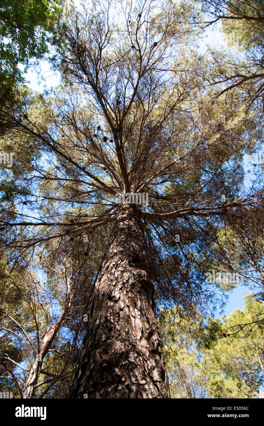 Picture of a green tree Stock Photo - Alamy
