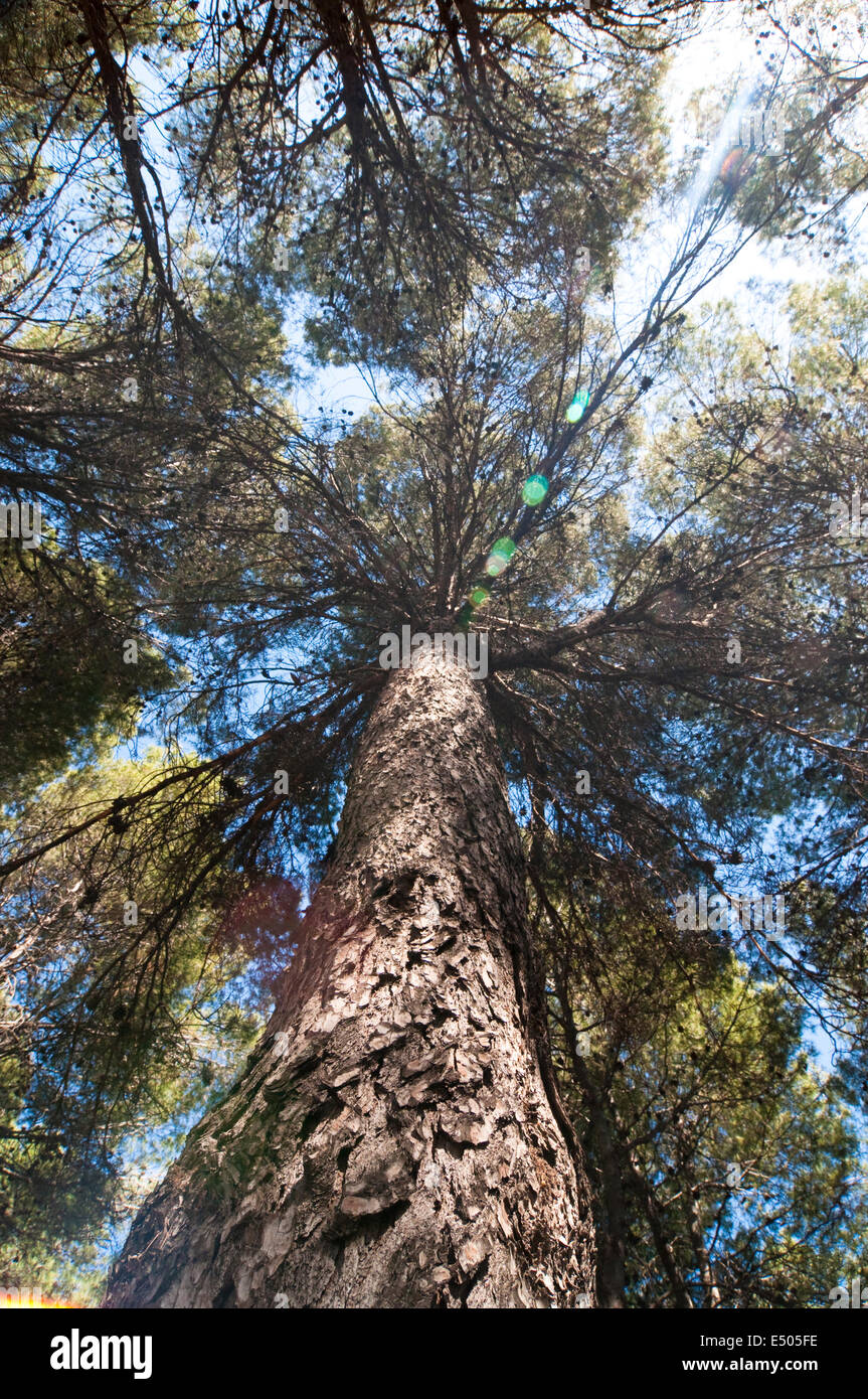Picture of a green tree Stock Photo - Alamy