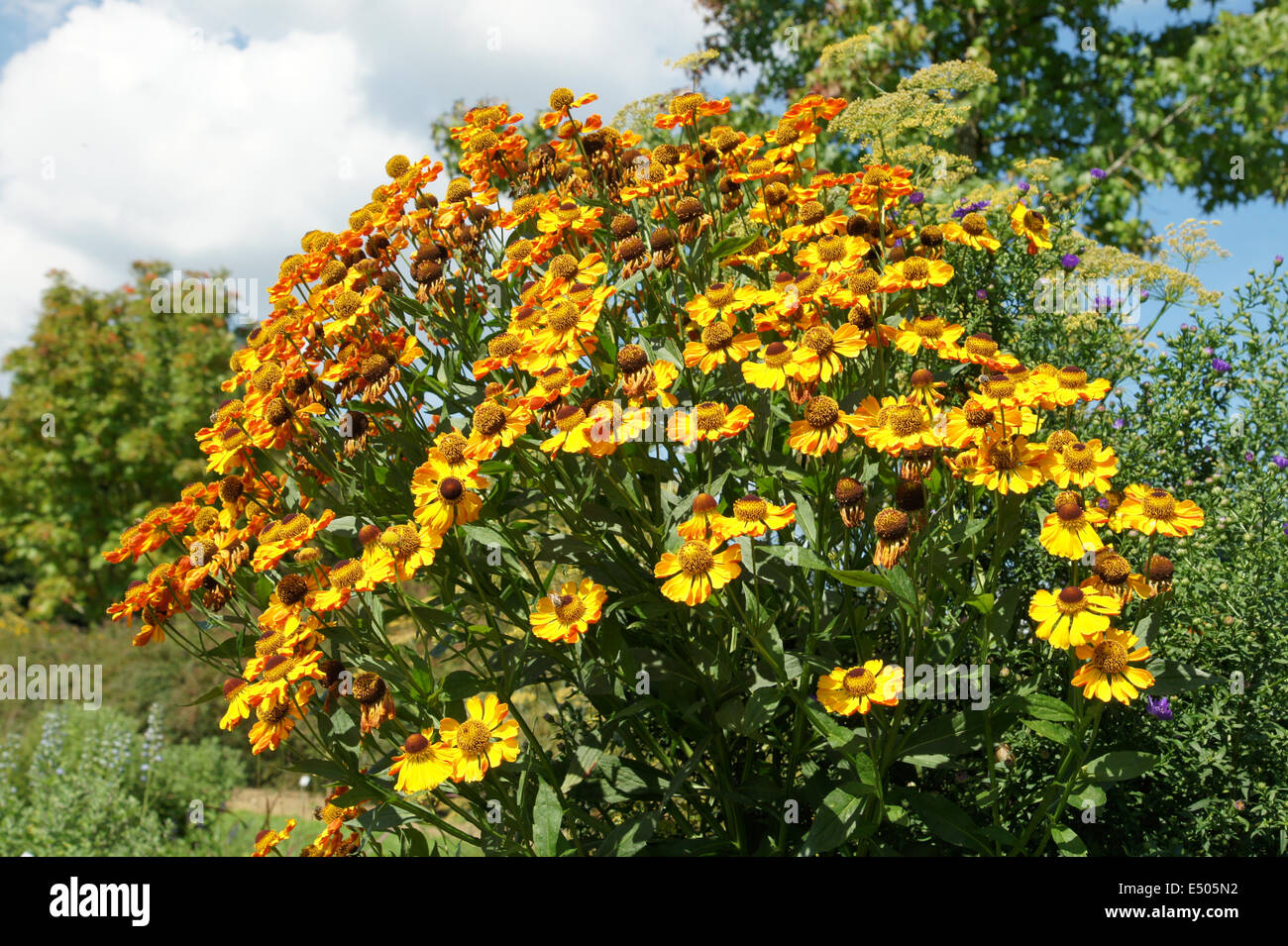 Helenium autumnale common sneezeweed hi-res stock photography and ...