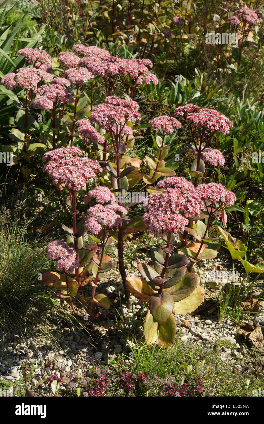 Stonecrop sedum matrona hylotelephium hi-res stock photography and ...