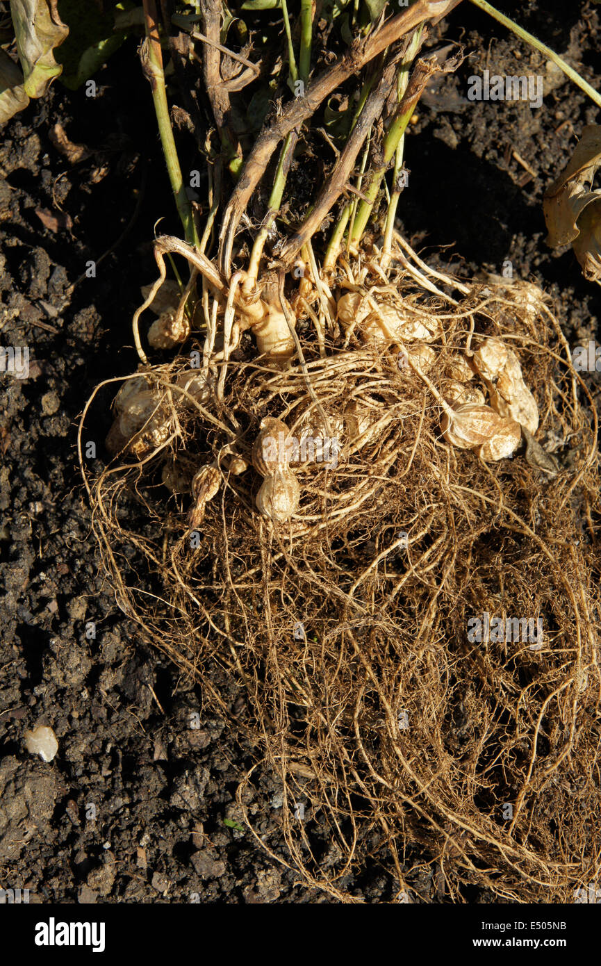 Monkey nuts plants hi-res stock photography and images - Alamy