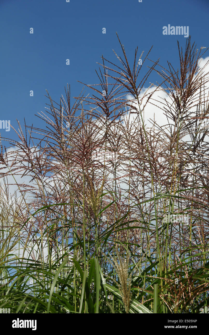 Silvergrass hi-res stock photography and images - Alamy