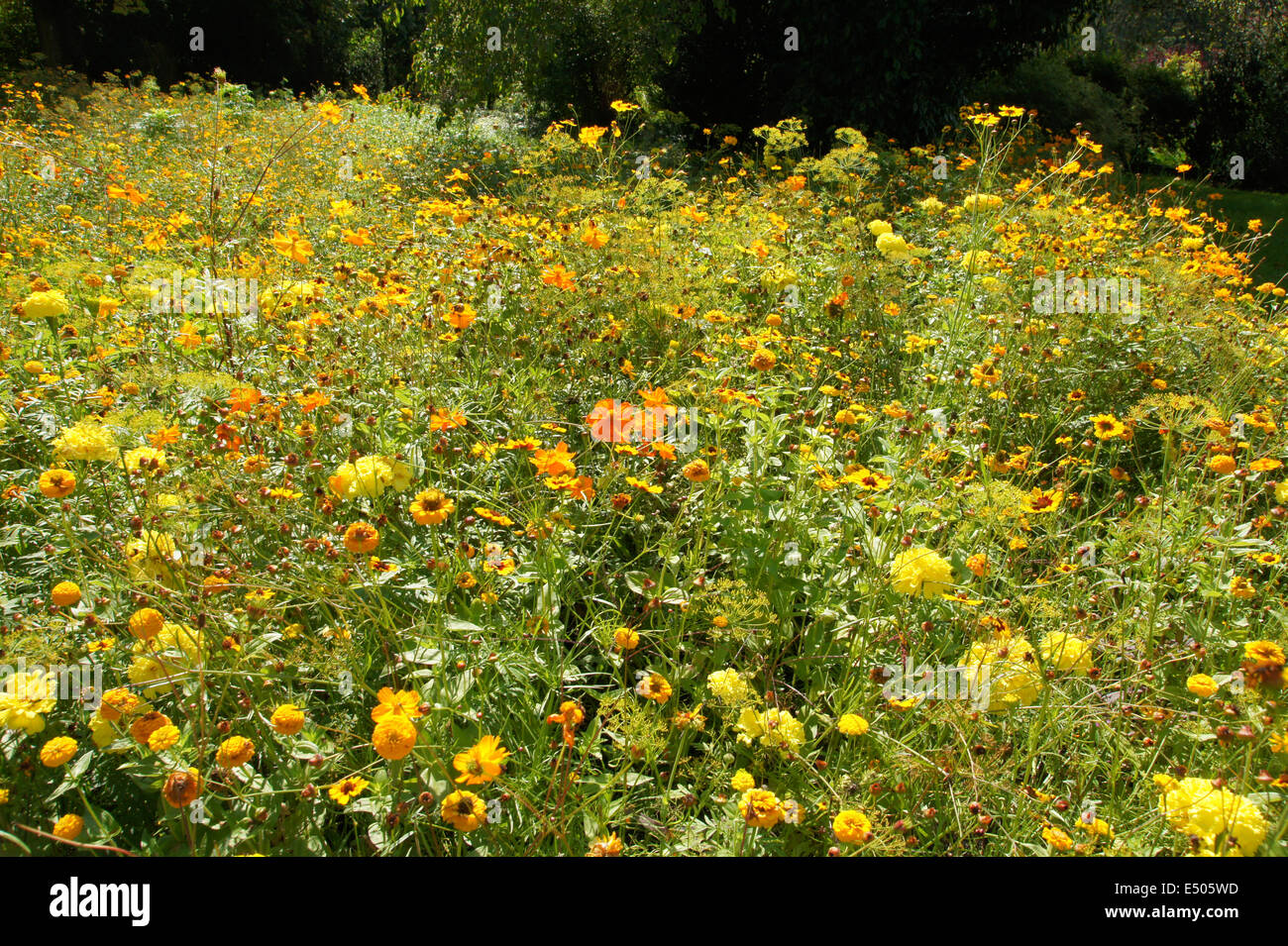 Yellow flowers hi-res stock photography and images - Alamy