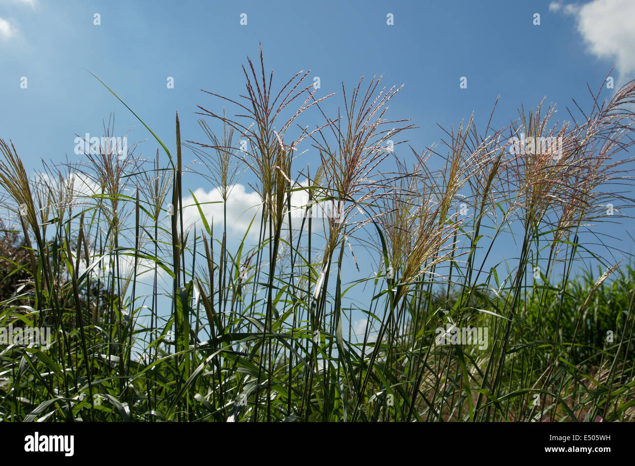 Chinese Silver Grass Silberfeder High Resolution Stock Photography and ...