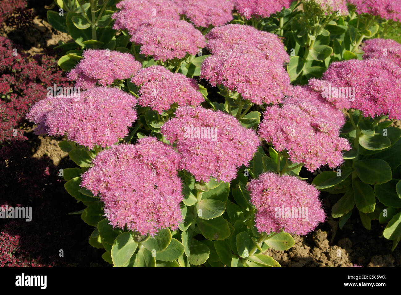 Showy stonecrop hi-res stock photography and images - Alamy