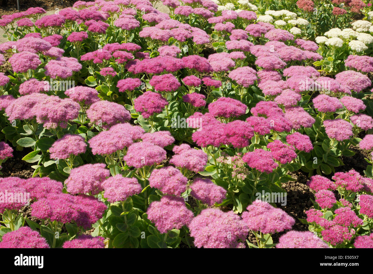 Showy stonecrops hi-res stock photography and images - Alamy