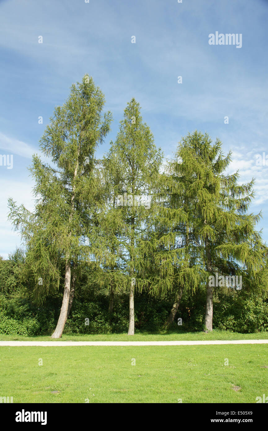 Larches hi-res stock photography and images - Alamy