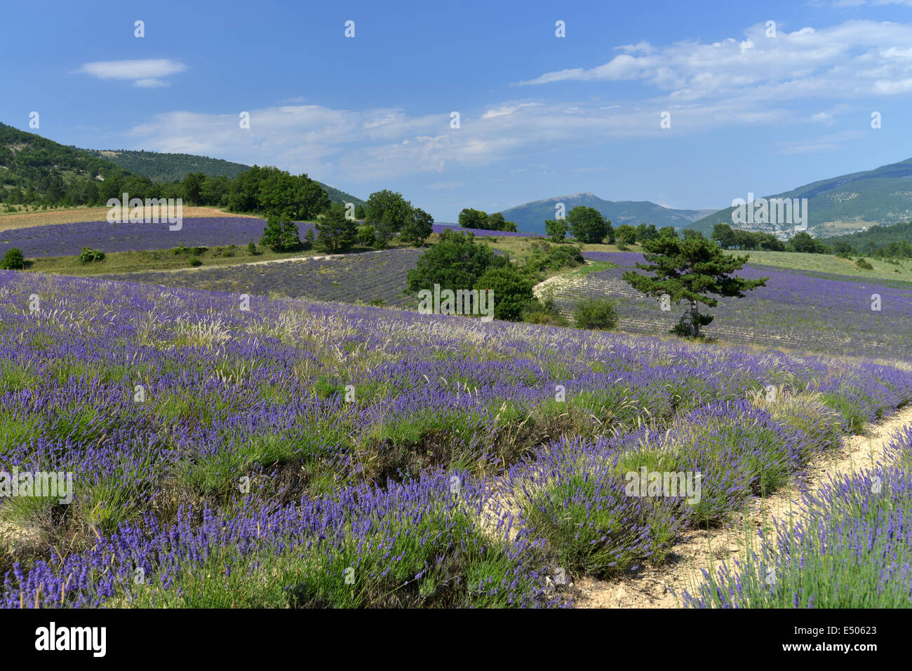 fields of lavender Stock Photo - Alamy