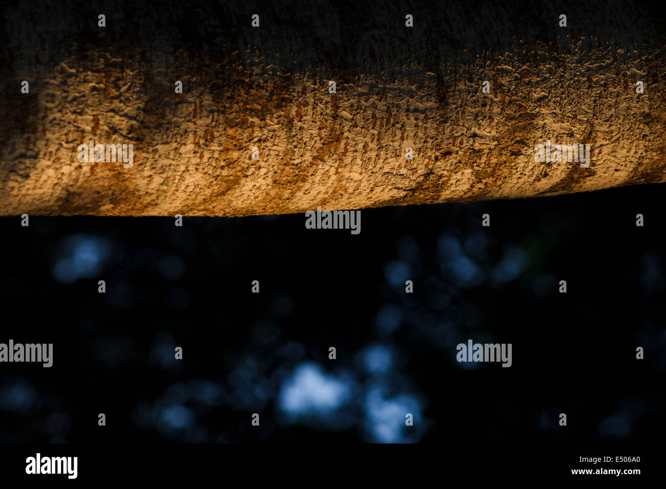 Tree trunk golden light hi-res stock photography and images - Alamy