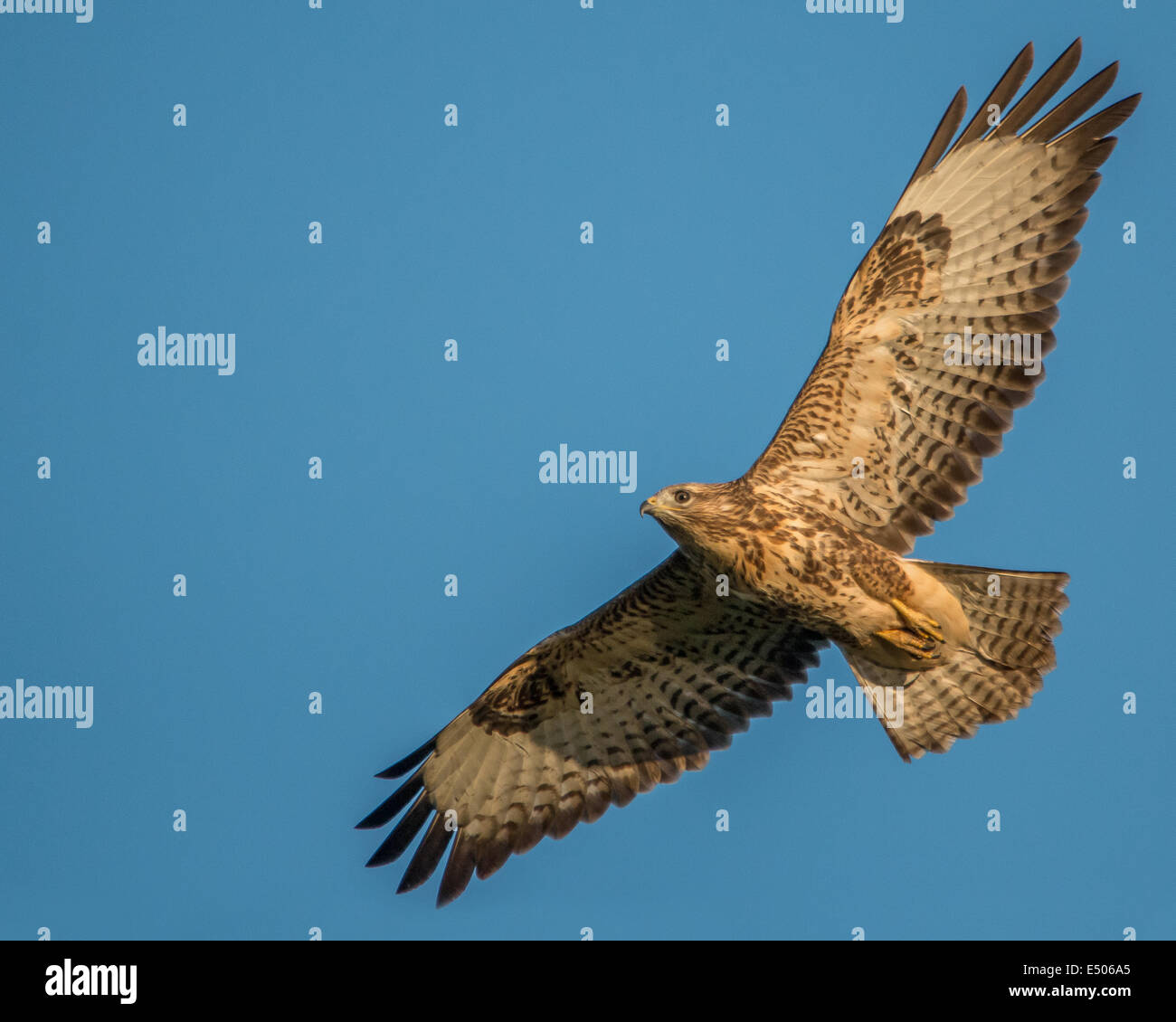 common buzzard in flight Stock Photo - Alamy