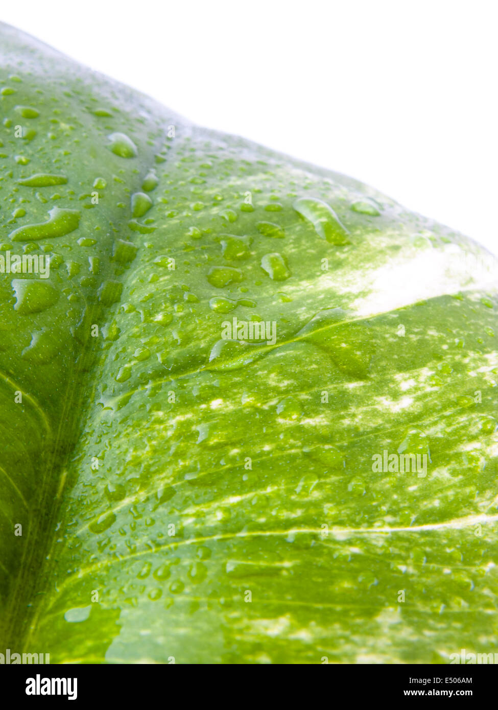 Picture of a leaf with rain drops Stock Photo - Alamy