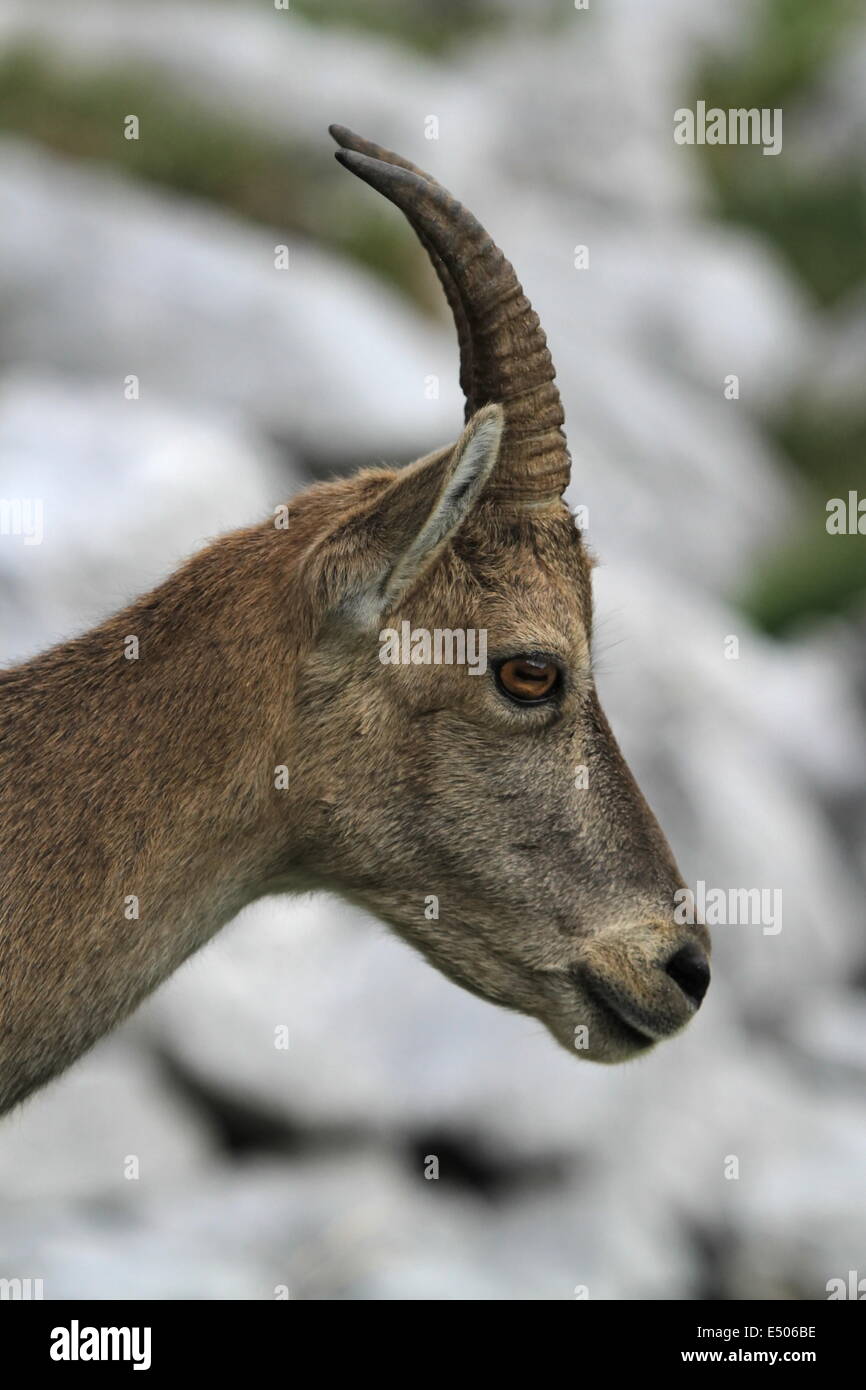 Cute female ibex hi-res stock photography and images - Alamy