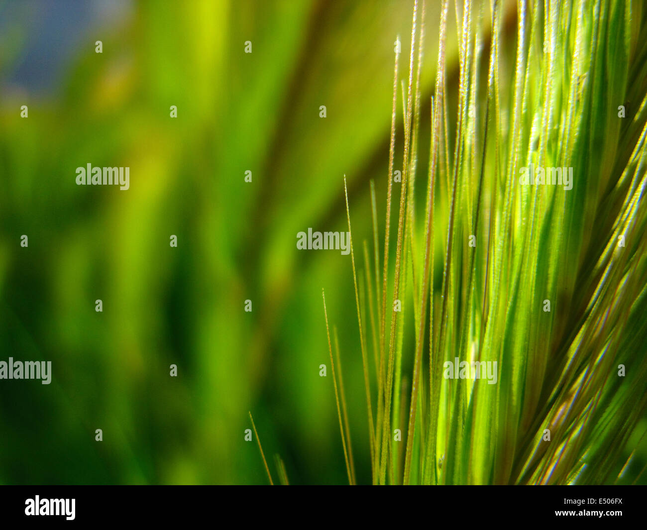 Picture of a detail wheat. Nice green color Stock Photo - Alamy