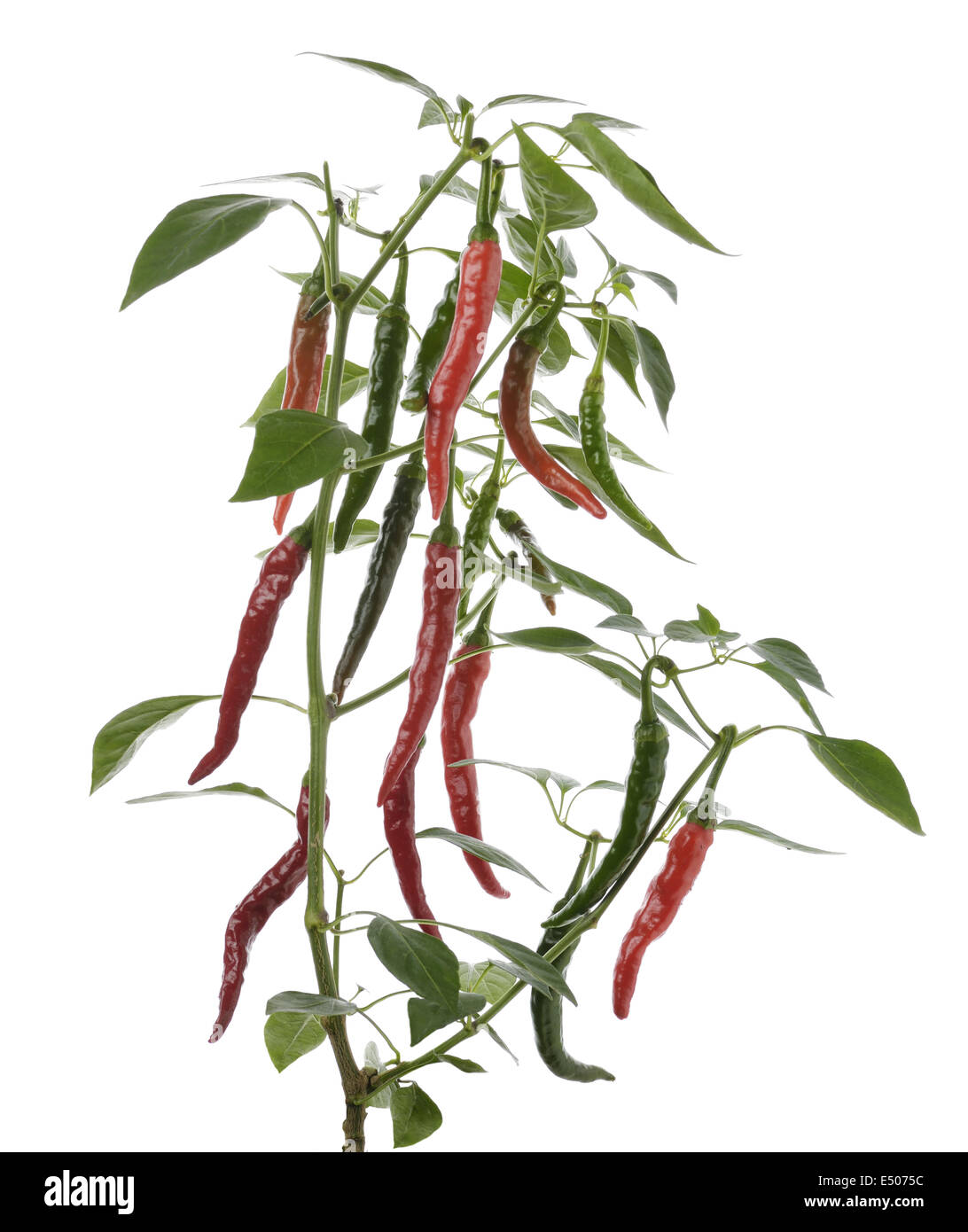 Hot pepper hi-res stock photography and images - Alamy