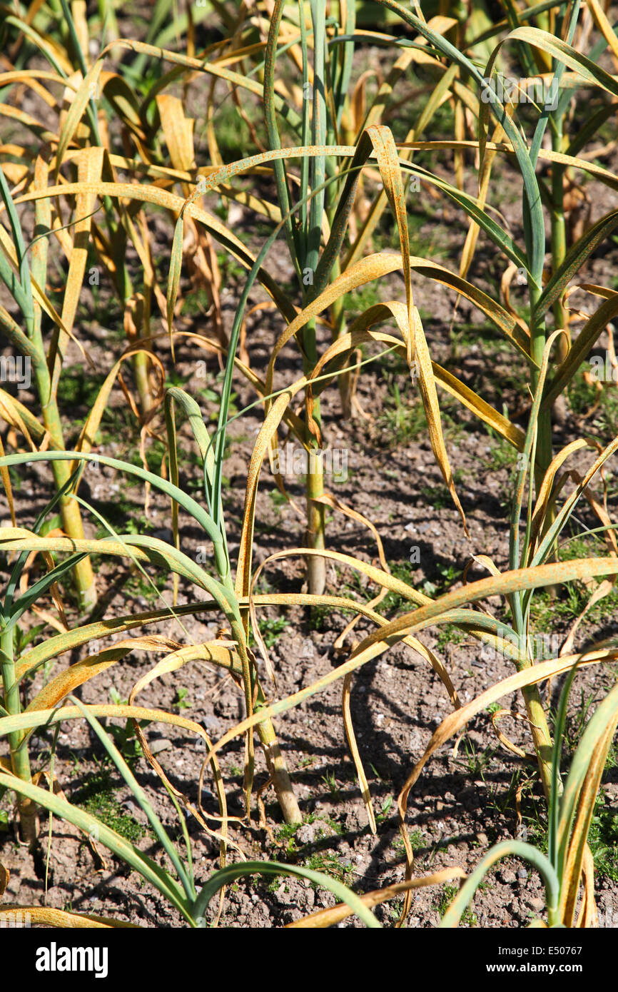 Garlic with rust Stock Photo - Alamy