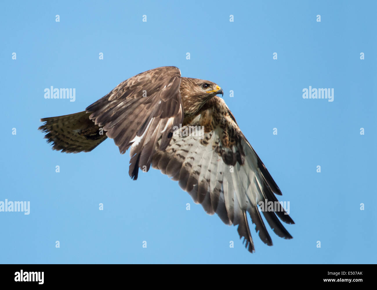 Common Buzzard In Flight Stock Photos & Common Buzzard In Flight Stock ...