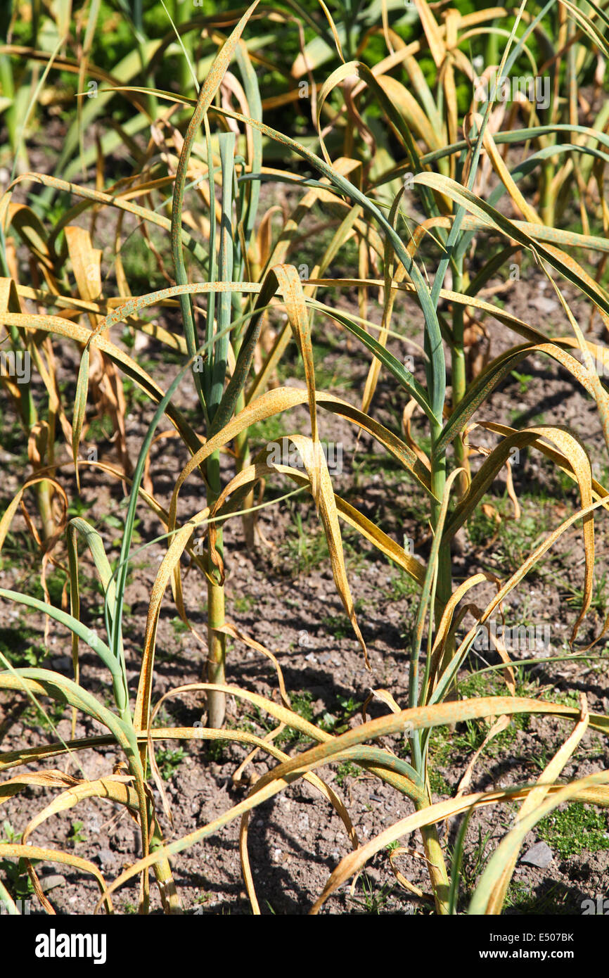 Garlic with rust Stock Photo - Alamy